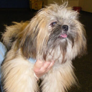 Who’s a lucky dog? 5 Luckiest Breeds | Morristown TN